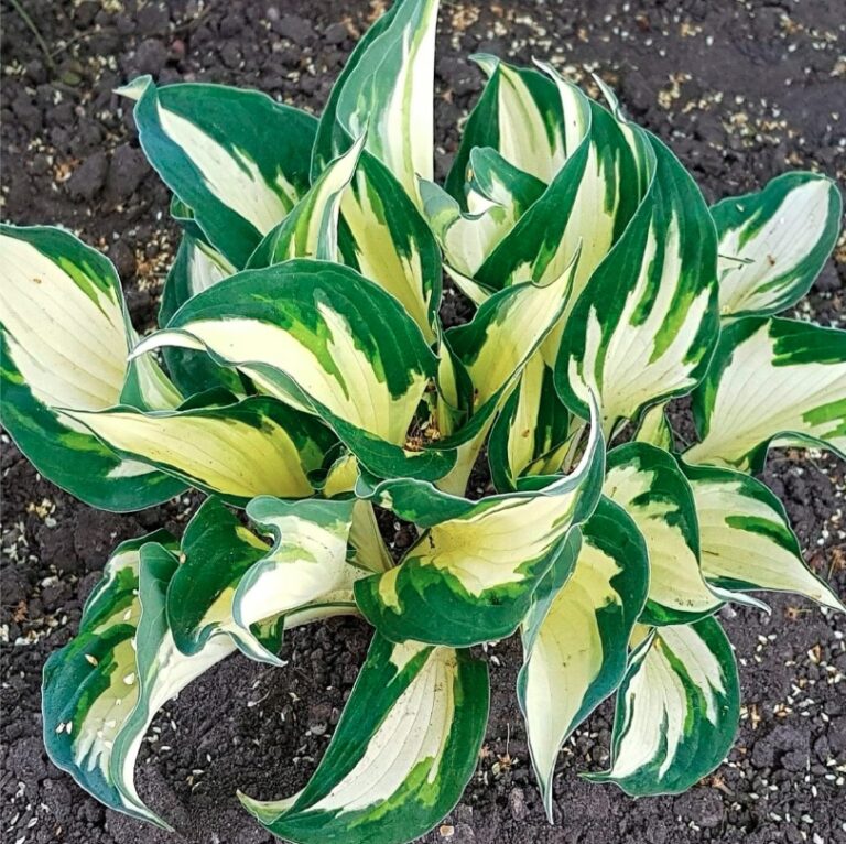 Hosta ‘Fire and Ice’ – Home Garden